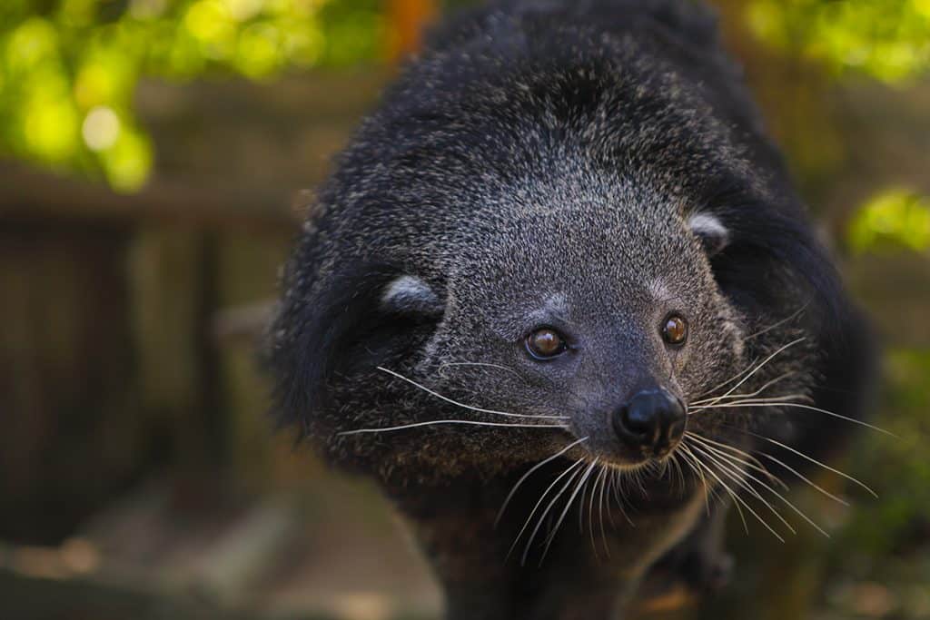 Palawan Wildlife: What You’ll See on Your Island Adventure