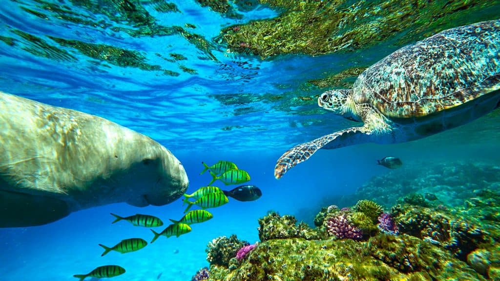 What Makes Linapacan, Palawan the Philippines' Hidden Gem
