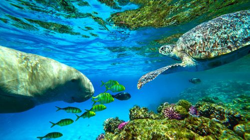 Palawan Wildlife: What You’ll See on Your Island Adventure